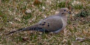 Understanding Dove Flight Paths and How to Use Them to Fill Your Limit