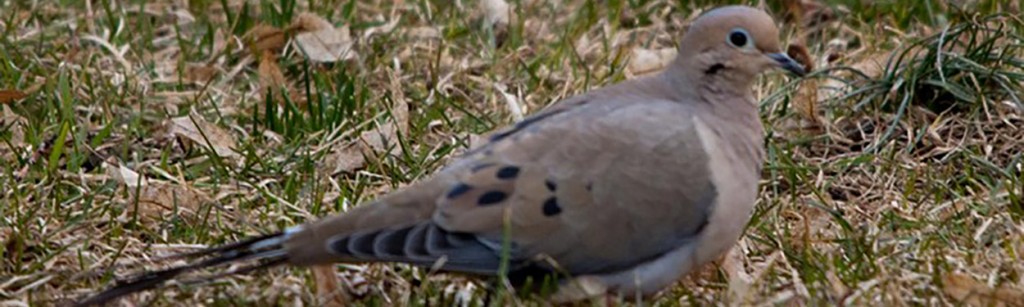 Understanding Dove Flight Paths and How to Use Them to Fill Your Limit
